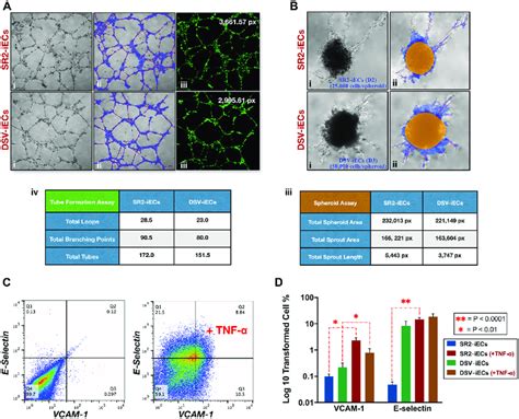 Tube Formation Spheroid Sprouting And Inflammatory Response Of