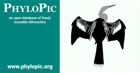 Anhinga Anhinga By Edwin Price Cc By 40 Phylopic