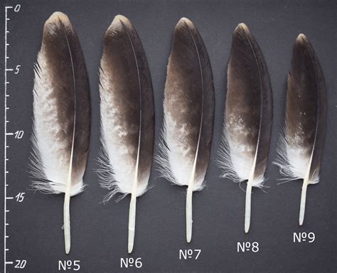 Eagle Feather Identification