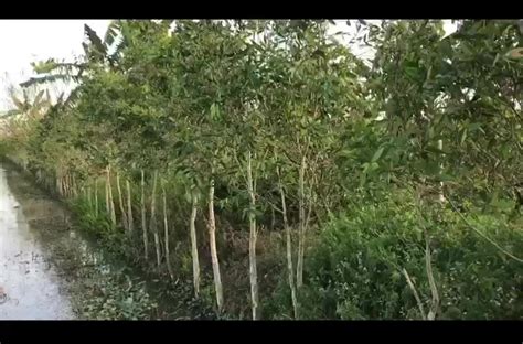 Abavina Cộng Đồng Nông Nghiệp Thuận Thiên Home