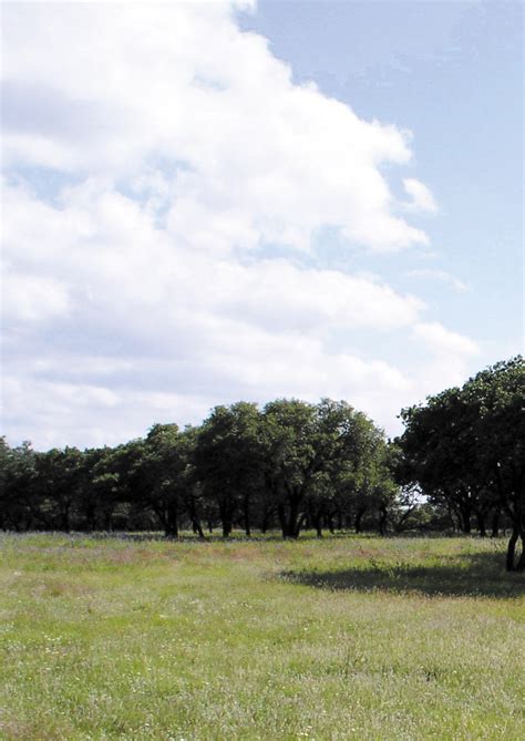 Midway Mix Native American Seed