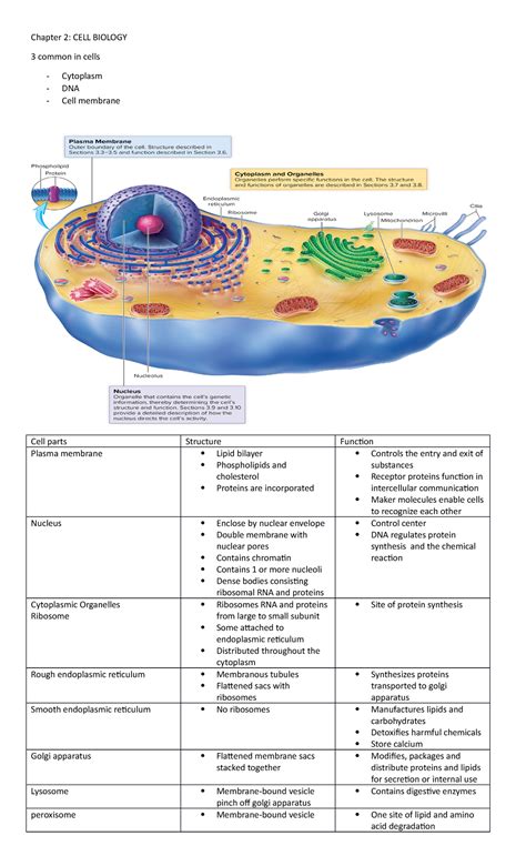The Cells Anatomy Notes Chapter 2 Cell Biology 3 Common In Cells Cytoplasm Dna Cell