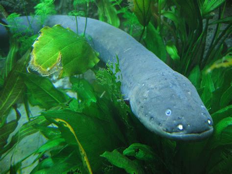 Electric Eel Facts Fun Facts You Need To Know