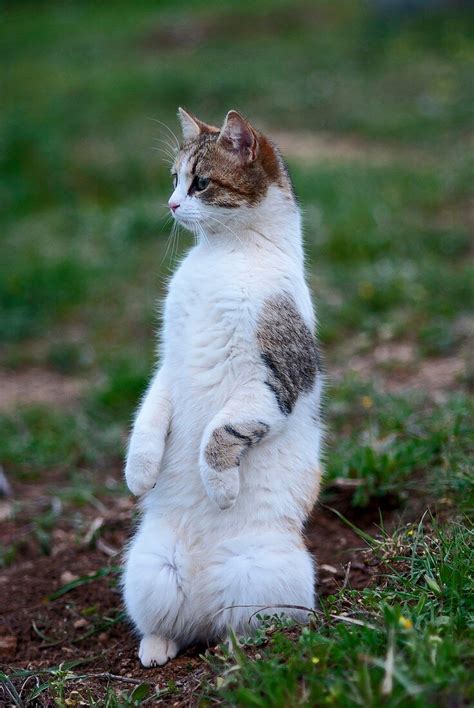 Cat Standing On Hind Legs