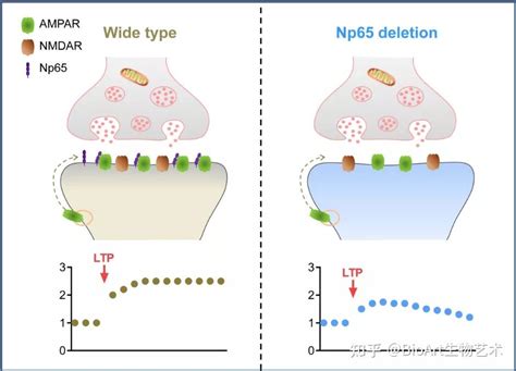Pnas 石云 张晨合作发现ltp的维持机制 知乎