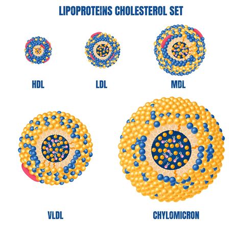 Conjunto Realista De Colesterol De Lipoproteínas Con Símbolos De