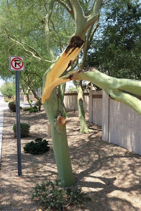 Closeup Of Split Broken Branch Of Palo Verde Tree Stock Image Image