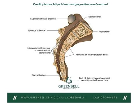 Sacrum Anatomy Understanding Your Lower Spine Greenbell Clinic