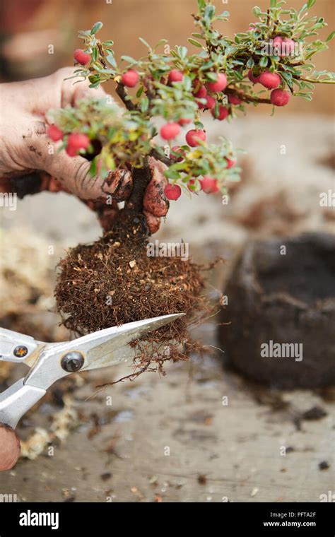 Creating A Keshiki Cotoneaster Cutting Back Roots From Root Ball Stock