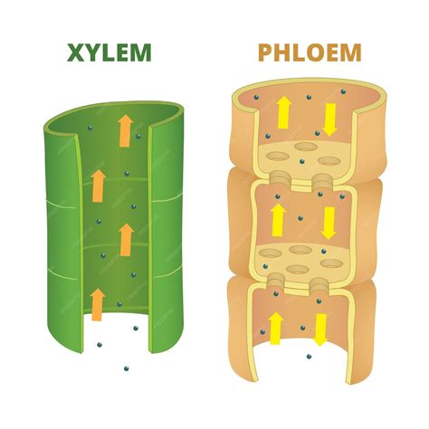Premium Vector Differences Of Xylem And Phloem Illustration