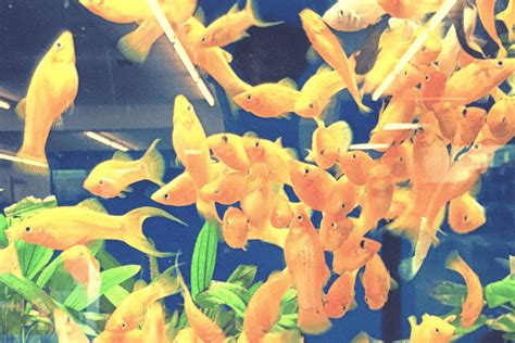 Why Is My Molly Fish Breathing Fast With 5 Solutions Pet Fish Online