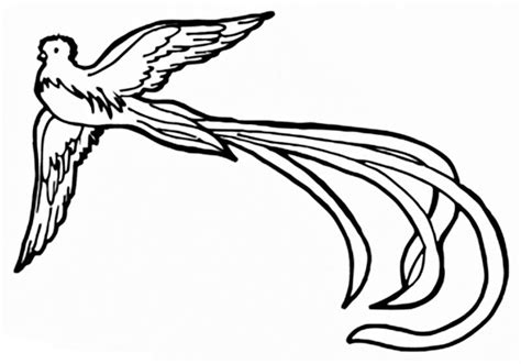 Quetzal Bird Drawing At Explore Collection Of Quetzal Bird Drawing