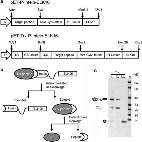 Construction Of Expression Vectors A The First Expression Vector Download Scientific Diagram