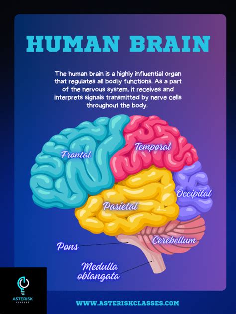 What Is Human Brain And Why Its Important Asterisk Classes
