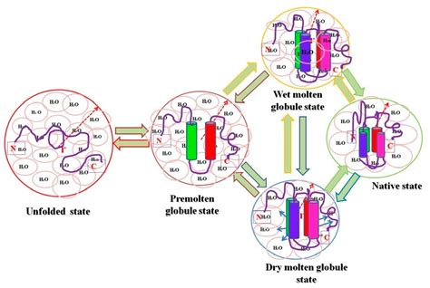 Insights Into Fluctuations Of Structure Of Proteins Significance Of