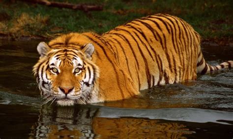 Tigre De Bengala Características Qué Come Dónde Vive
