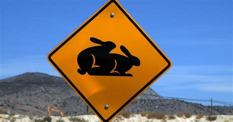 Who Owns The Bunnyranch Now Details On The Brothel