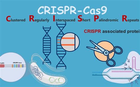 Crispr Cas9 Gene Editing Technology Digitalrosh