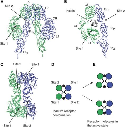 Tertiary Structure Of Insulin