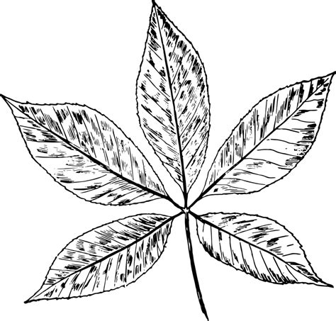 Buckeye Leaf Vintage Illustration Branch Black Buckeye Vector Branch