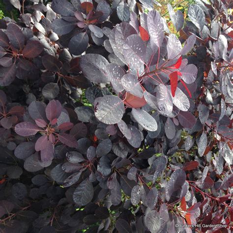 Cotinus Dummeri Grace 10l Pot Bunkers Hill Plant Nursery