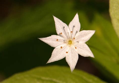 Starflower Saint Benedicts Monastery