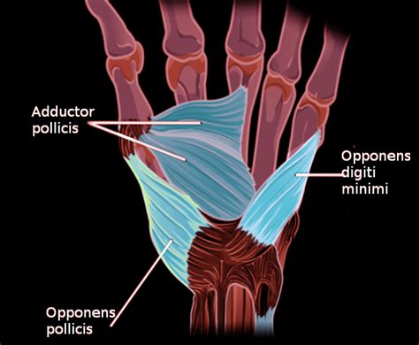 Anatomy Shoulder And Upper Limb Hand Opponens Pollicis Muscle