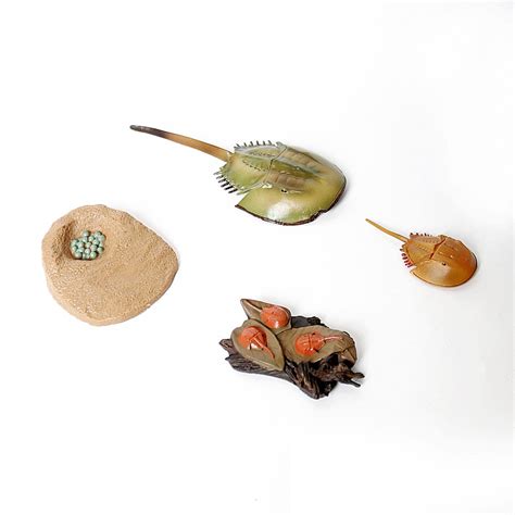 Buy Animal Figurelife Cycle Figuressimulation Sea Life Animals