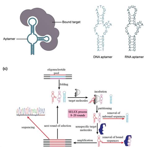 A Illustration Of Aptamer And Bound Target B Visual Representation
