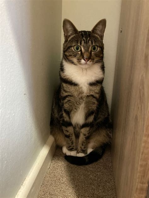 Princess Pixie Pixie Cute Princess