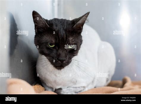 Angry Cat Face At The Veterinary Clinic Cat After Haircut Recovering