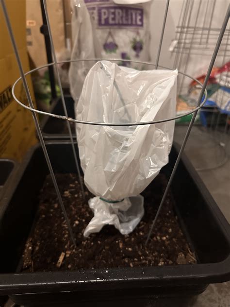 Bare Root Passion Fruit Drying Out General Fruit Growing Growing Fruit