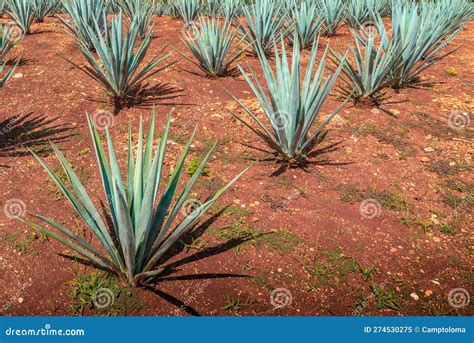 Wild Agave Typical Mexican Plant Agava Outdoor At Grass In Garden Stock Image Image Of