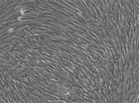 Human Dental Pulp Stem Cells Hdpsc Cells