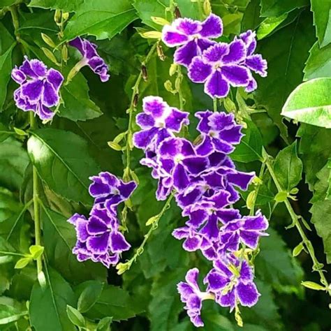 Duranta Erecta Care Tips On Growing The Golden Dewdrop