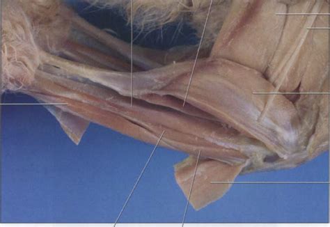 Rabbit Leg 4 Diagram Quizlet