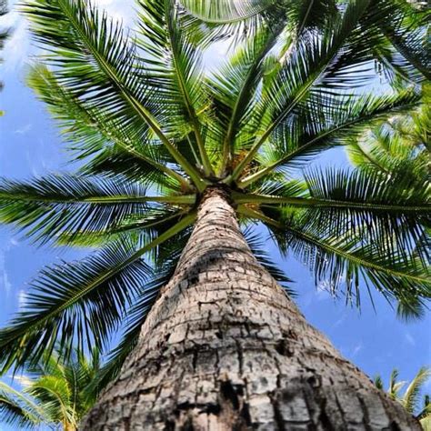 Coconut Treesomewhere Hawaii Oahu Hawaii Hawaii Palm Trees
