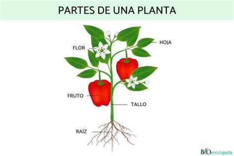 Estructura De La Planta