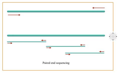 What Is Sequencing Read In Ngs Genetic Education