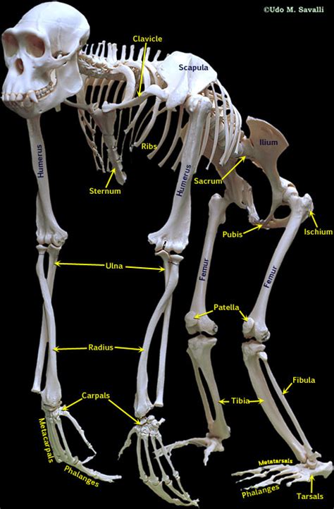 Bio370 Homind Skeletons