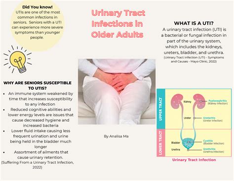 Uti Pamphlet Urinary Tracturinary Tract Infections In Infections In