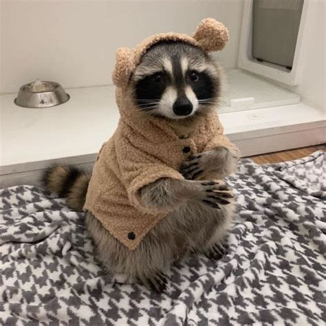 14 Funny Raccoon Pictures That Will Make You Smile Artofit