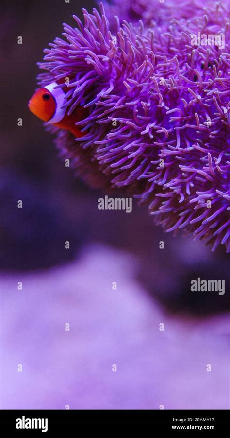 Anemone Fish With Anemonesea Anemone And Clown Fish In Marine Aquarium