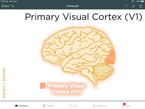 primary visual cortex