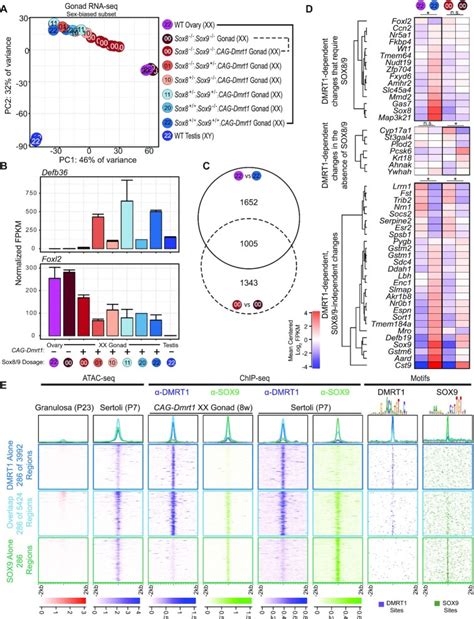 The Conserved Sex Regulator Dmrt1 Recruits Sox9 In Sexual Cell Fate Reprogramming Abstract