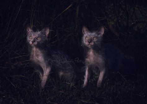 Photographer Captures The Stunning Appearances Of Lyoki Cats Aka