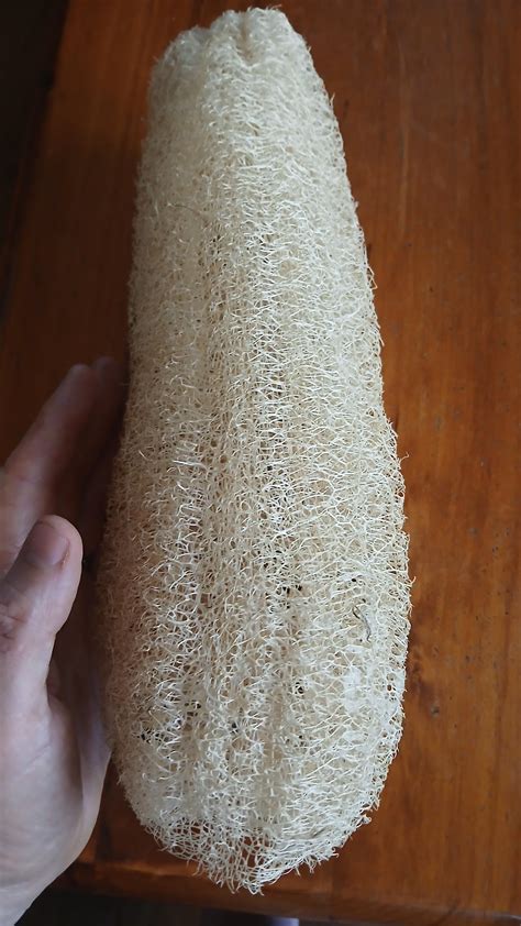 Loofa Sponge Seeds To Swap · The Garden Creator Hub
