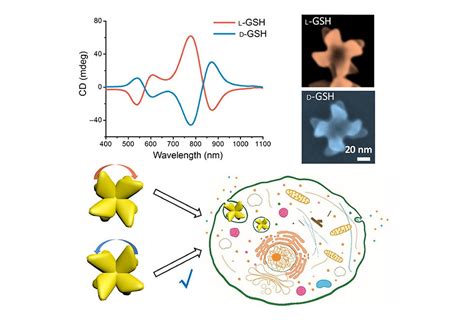 Gold Nanoparticle Enantiomers And Their Chiral Morphology Dependence Of