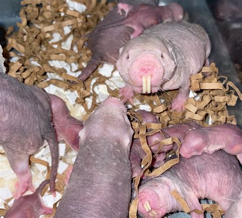 Phoebe Edwards Research Home