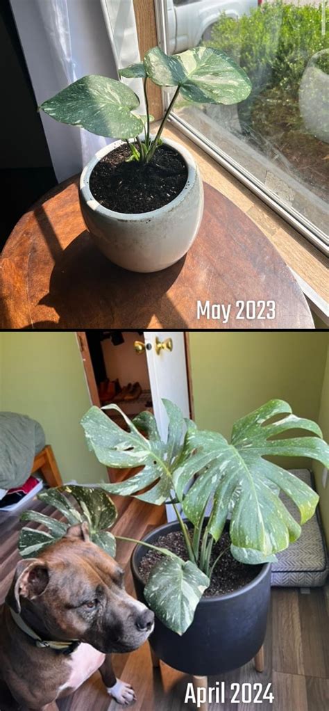 Shes Growing So Fast 😍 Rthaiconstellation